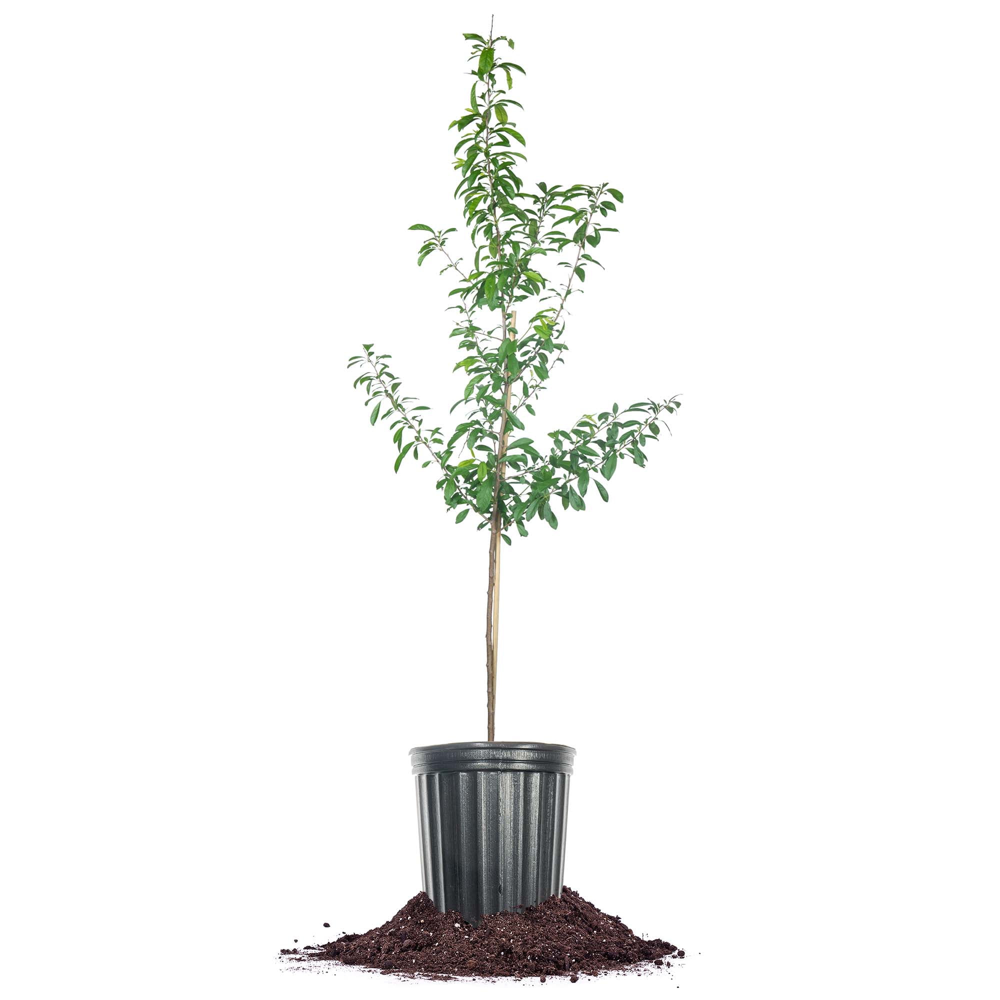 Perfect Plants Bruce Plum Tree 5 Gallon - Walmart.com