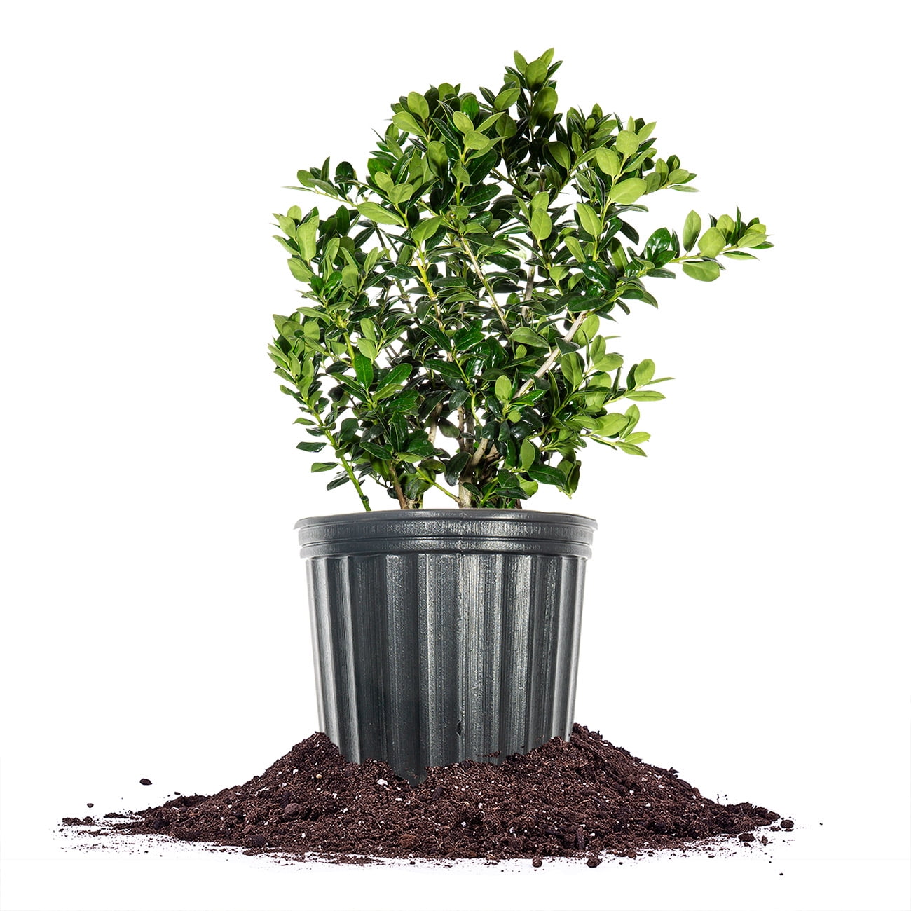 Perfect Plants Dwarf Burford Holly 3 Gallon - Walmart.com