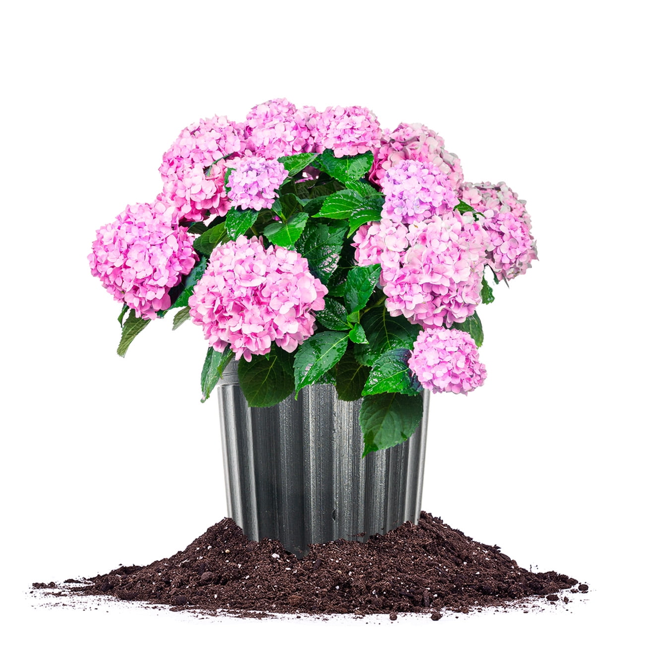 Perfect Plants Endless Summer® Hydrangea 3 Gallon - Walmart.com