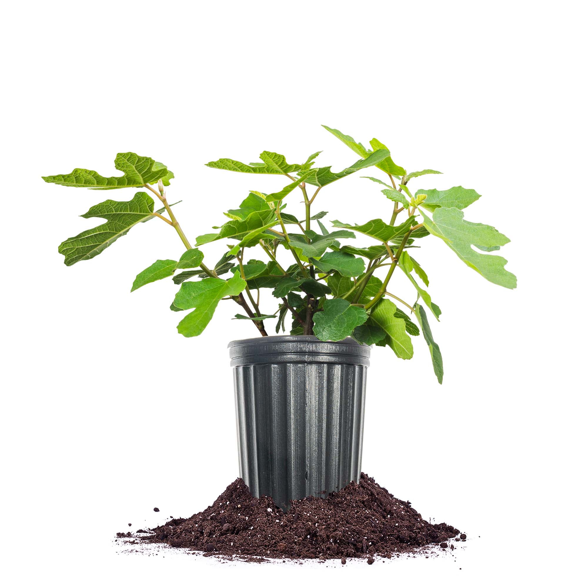Perfect Plants Fignomenal Fig 1 Gallon - Walmart.com