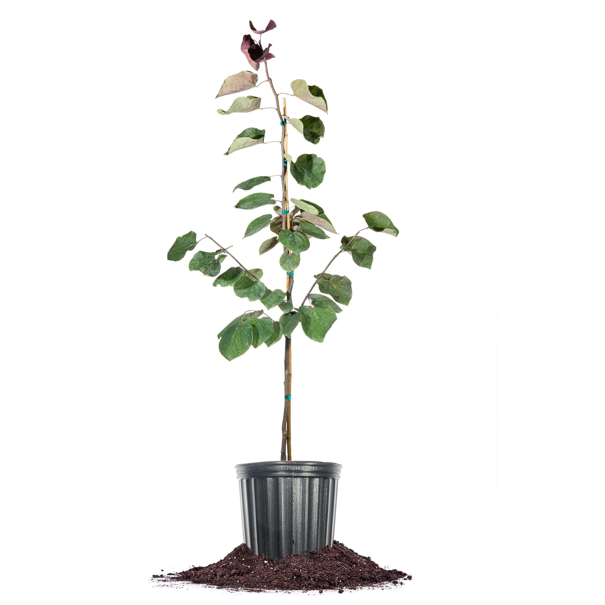 Perfect Plants Forest Pansy Redbud 5 Gallon - Walmart.com