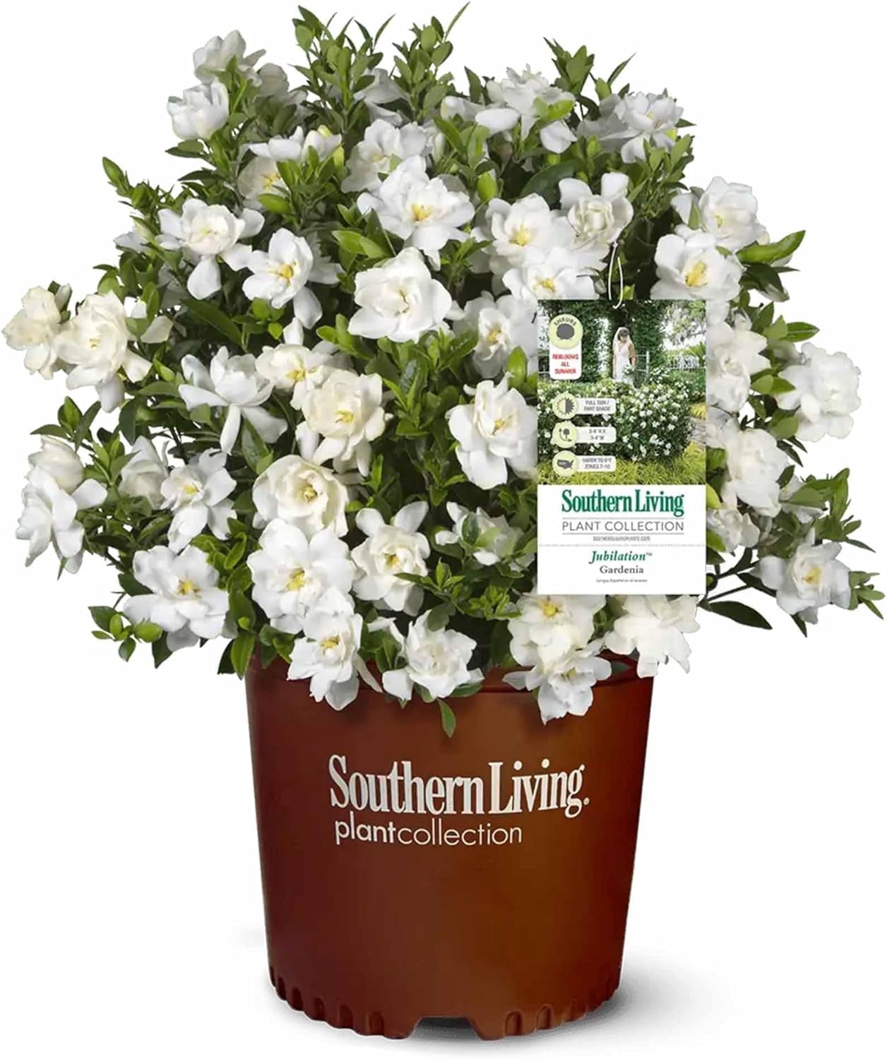 Perfect Plants Jubilation Gardenia in 1 Gal. Grower’s Pot | Fragrant ...