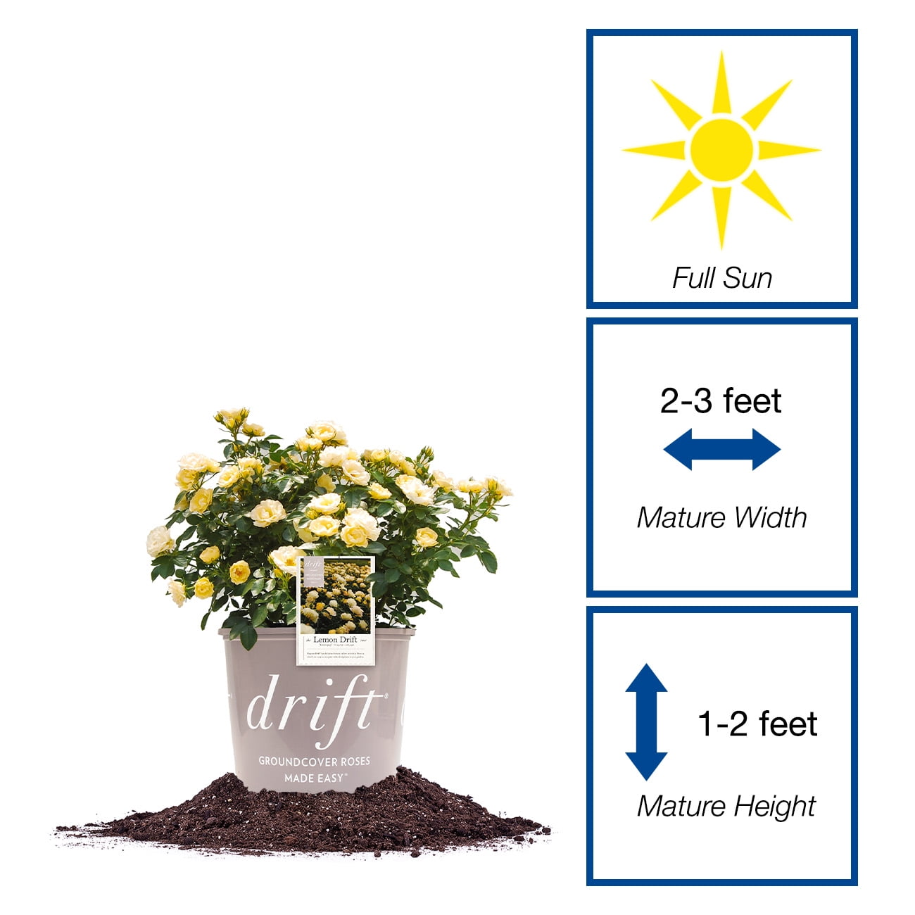 Perfect Plants Lemon Drift® Rose 3 Gallon - Walmart.com
