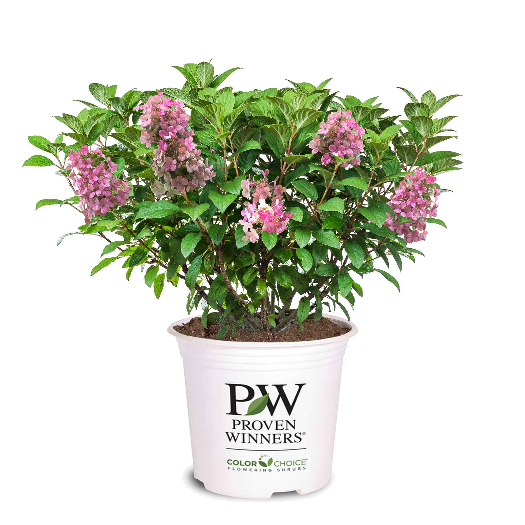Perfect Plants Little Quick Fire® Hydrangea 3 Gallon - Walmart.com