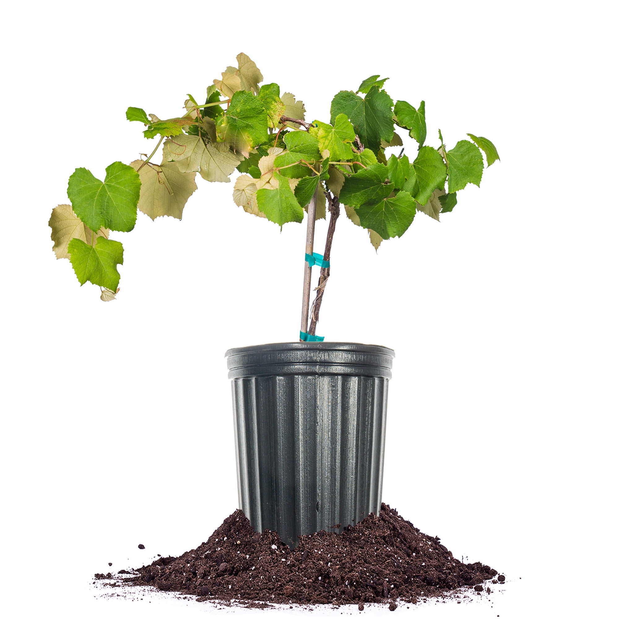 Perfect Plants Mars Grape 1 Gallon - Walmart.com