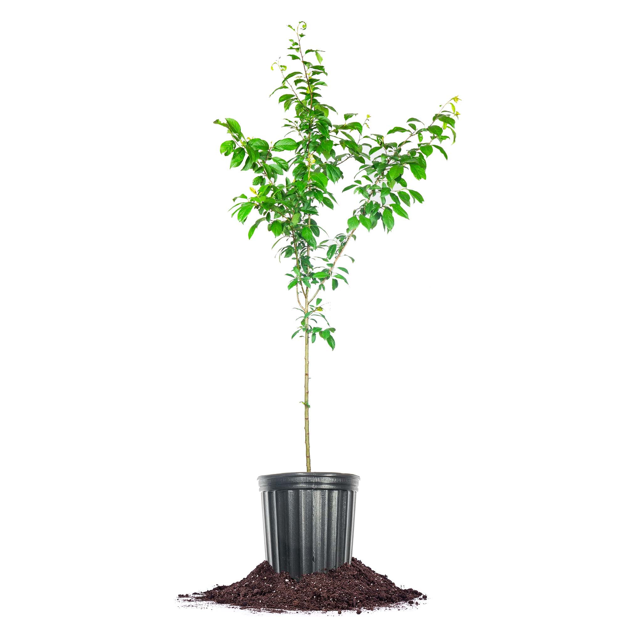 Perfect Plants Methley Plum Tree 5 Gallon - Walmart.com