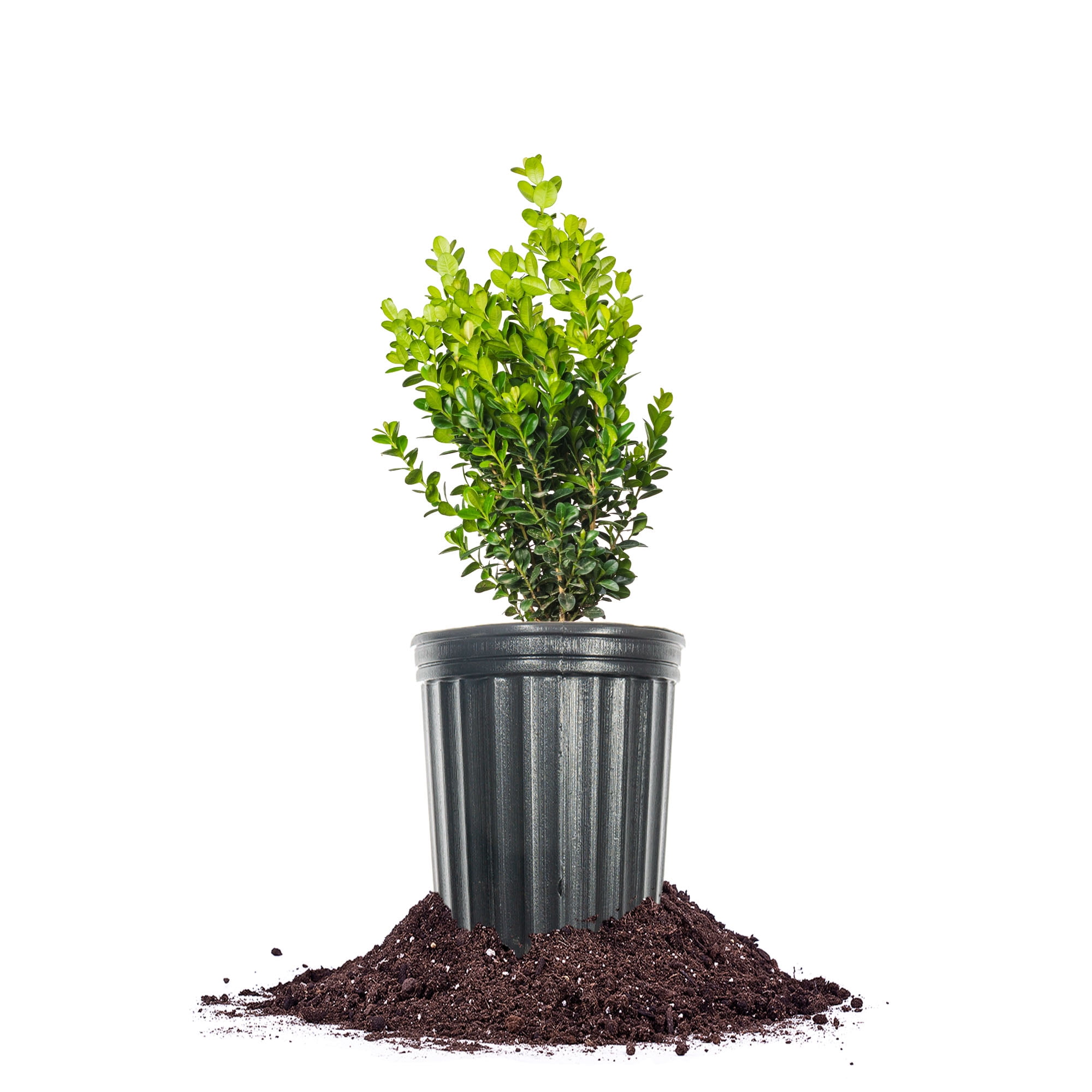 Perfect Plants NewGen Freedom® Boxwood 1 Gallon - Walmart.com