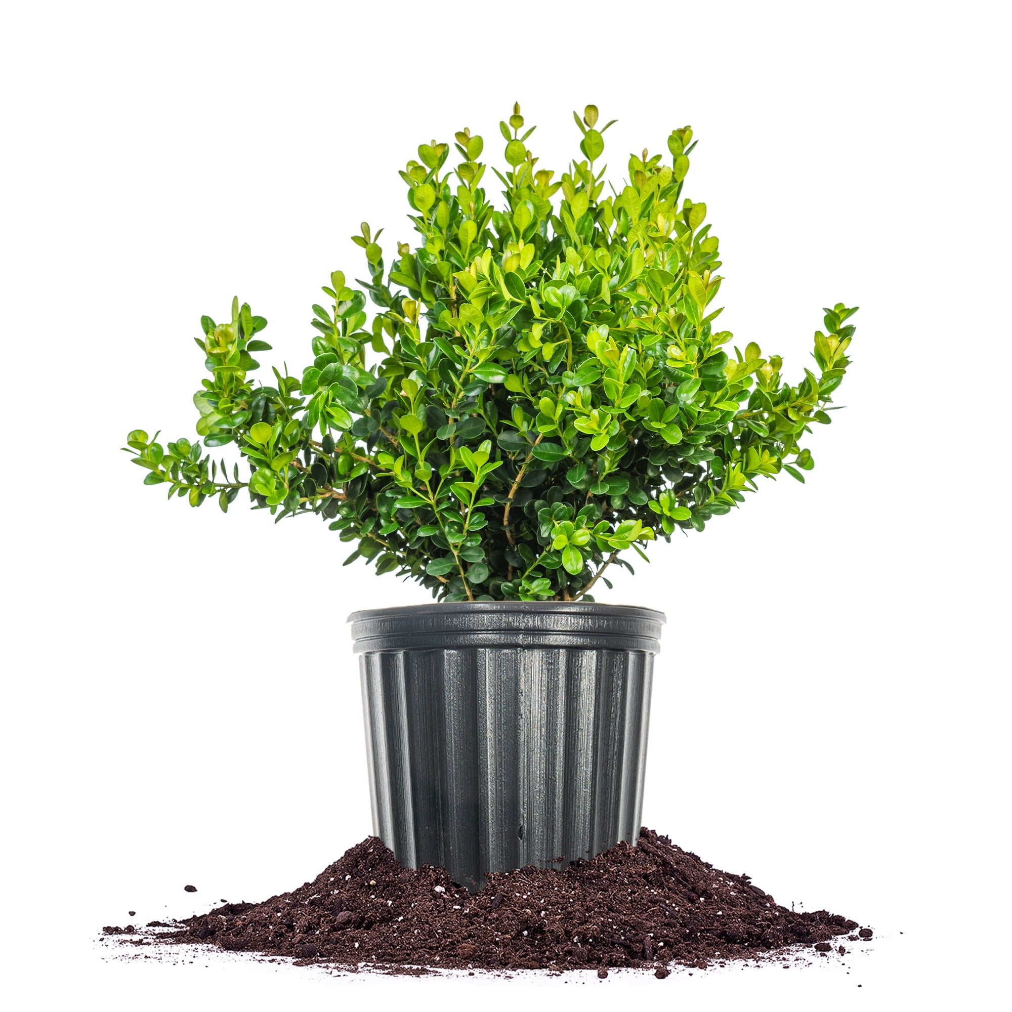 Perfect Plants NewGen Freedom® Boxwood 3 Gallon - Walmart.com