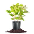 PERFECT PLANTS Oakleaf Hydrangea 1 Gal Deciduous Shrub - Walmart.com