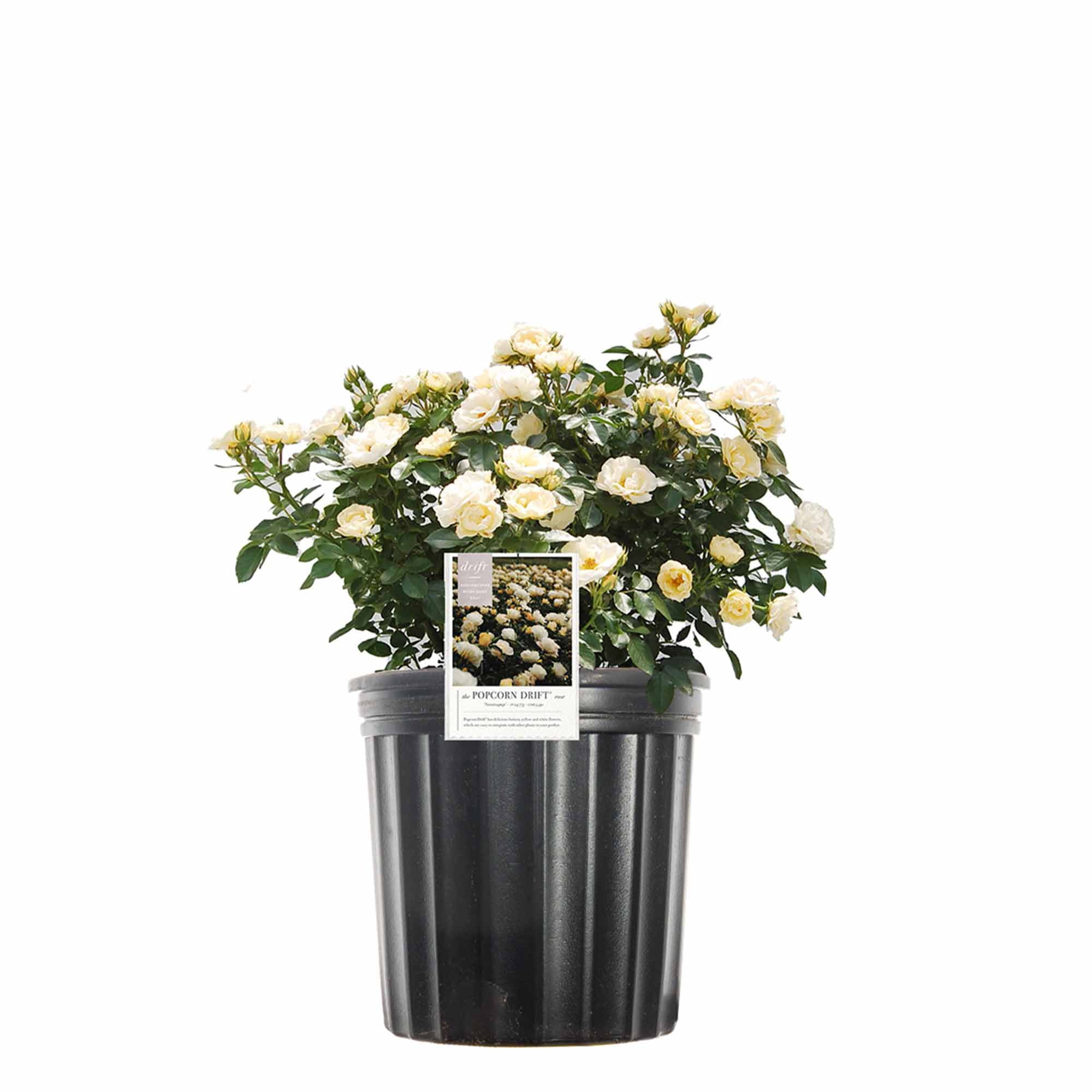 Perfect Plants Popcorn Drift® Rose 1 Gallon - Walmart.com
