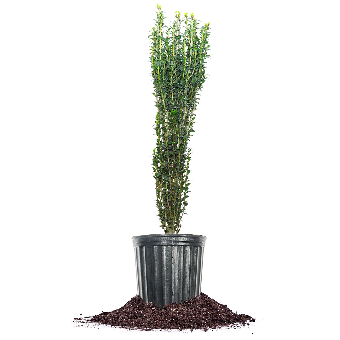 Perfect Plants Sky Pencil Holly 3 Gallon - Walmart.com