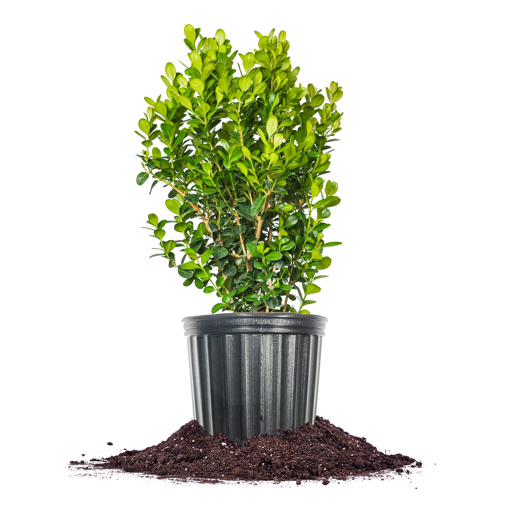 Perfect Plants Sprinter Boxwood 3 Gallon - Walmart.com