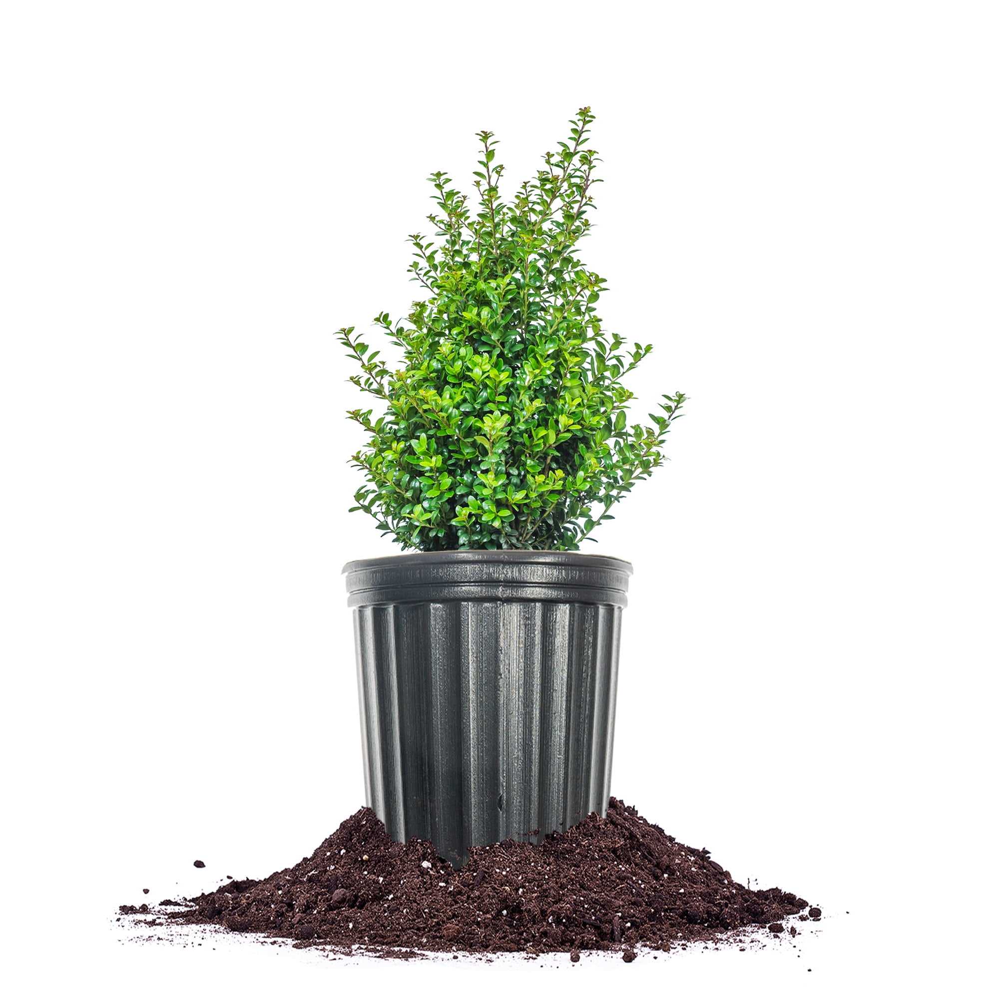 Perfect Plants Steeds Holly 1 Gallon - Walmart.com