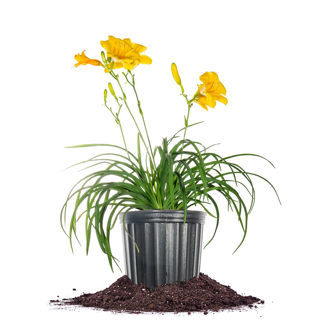 Perfect Plants Stella De Oro Daylily 1 Gallon - Walmart.com