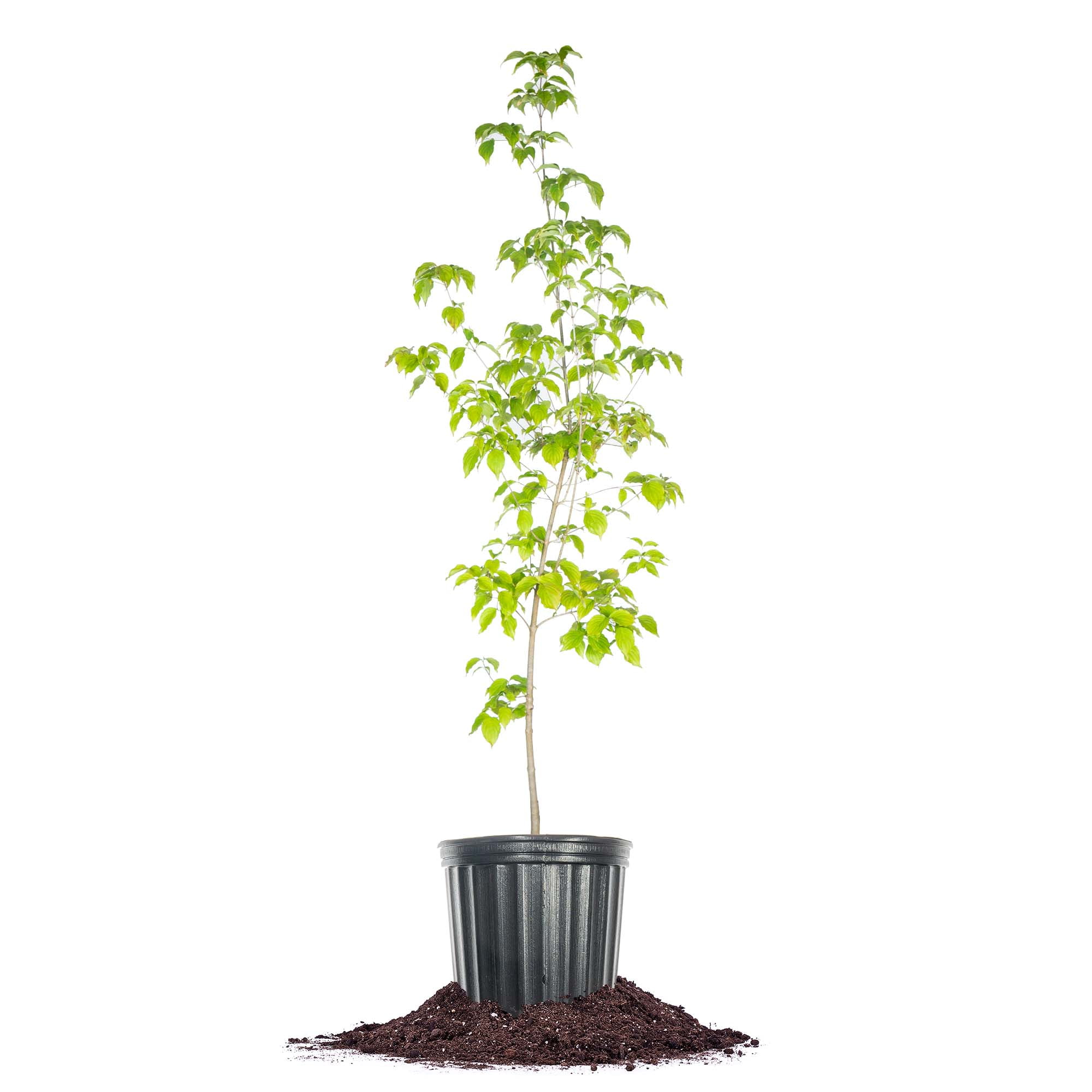 Perfect Plants White Dogwood Tree 5 Gallon - Walmart.com