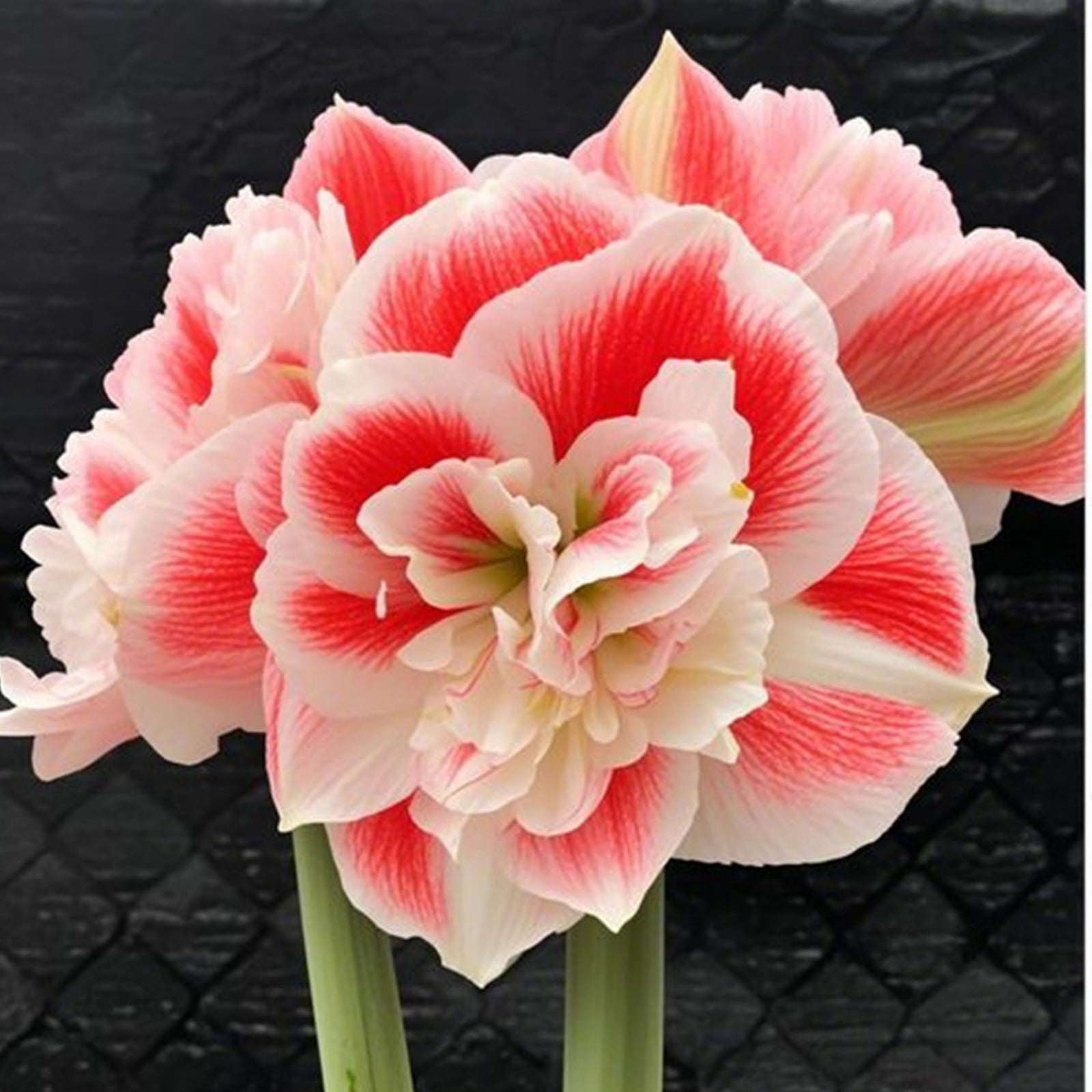Perfect for Borders, Amaryllis-Bulbs For Planting - Elegance Decoration ...