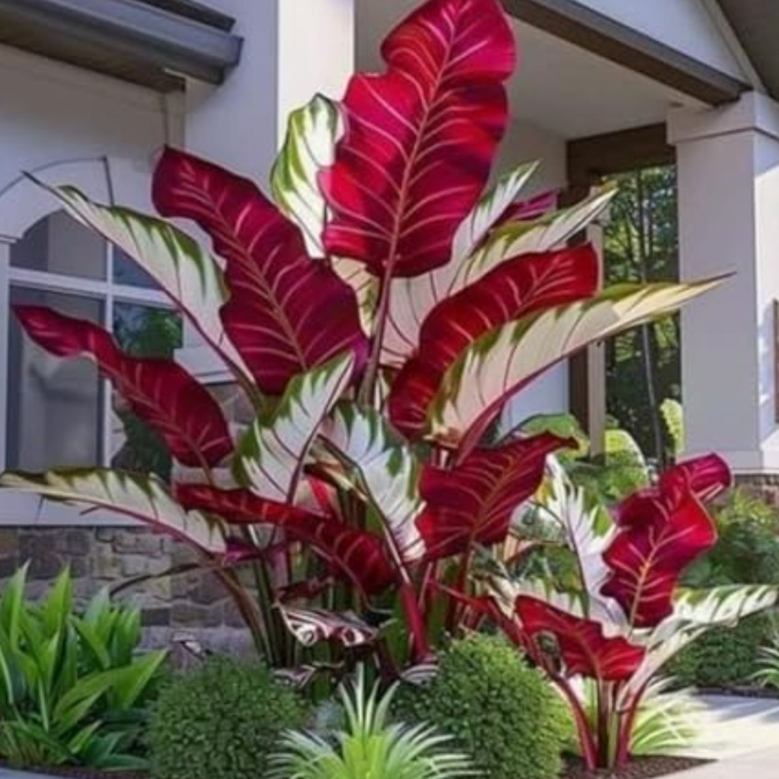 Perfect for Borders-Elephant Ear Planting-Home Decoration-(Non ...