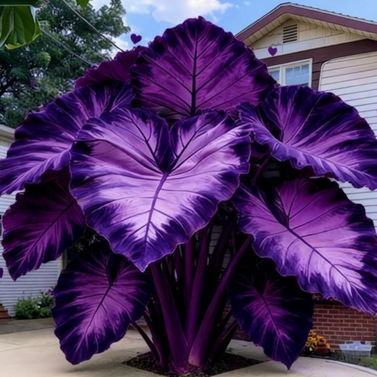 Perfect for Borders-Elephant Ear Planting-Home Decoration-(Non ...