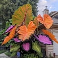 Perfect for Borders-Elephant Ear Planting-Home Decoration-(Non ...