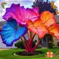 Perfect for Borders-Elephant Ear Planting-Home Decoration-(Non ...