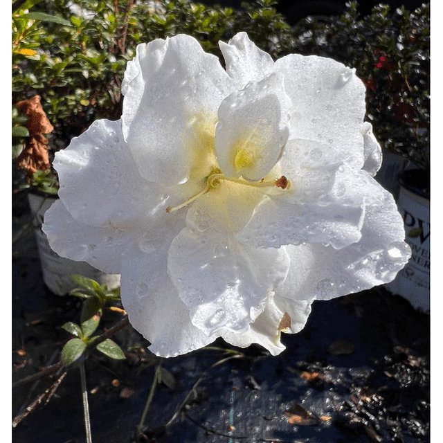 Perfecto Mundo Double White Reblooming Azalea 2 Gallon - Walmart.com