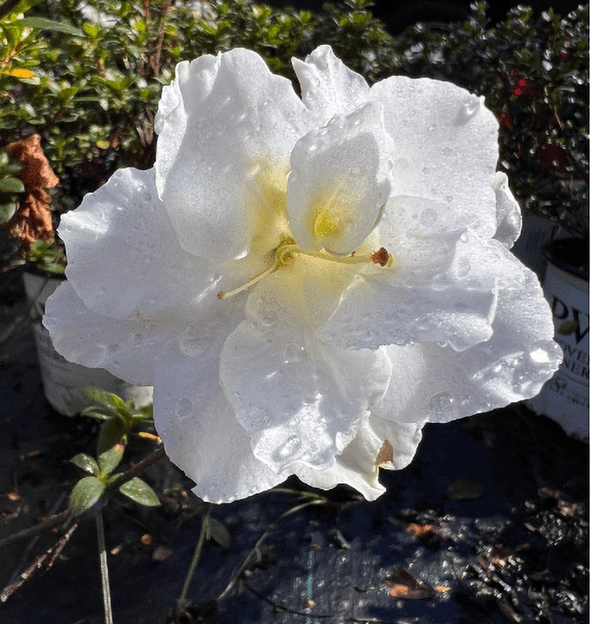 Perfecto Mundo Double White Reblooming Azalea 3 Gallon - Walmart.com