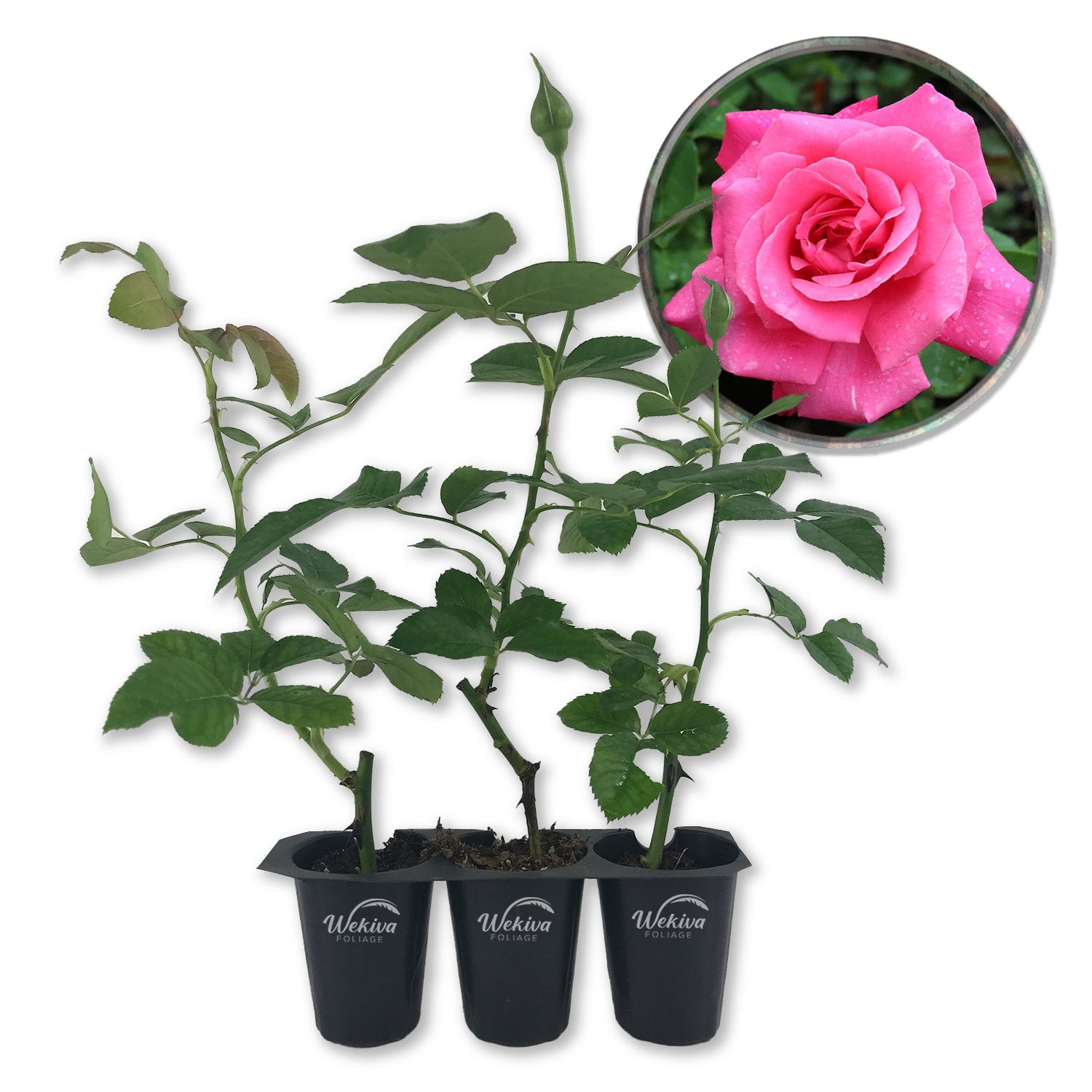Perfume Delight Rose Bush - 3 Live Starter Plants in 2 Inch Growers ...