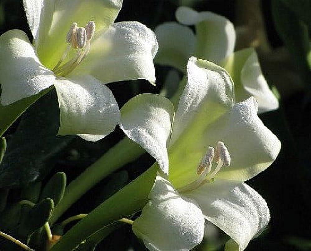 Sweet Perfume Fagraea Flower Tree - Pua Keni Keni (4" Pot) - Walmart.com