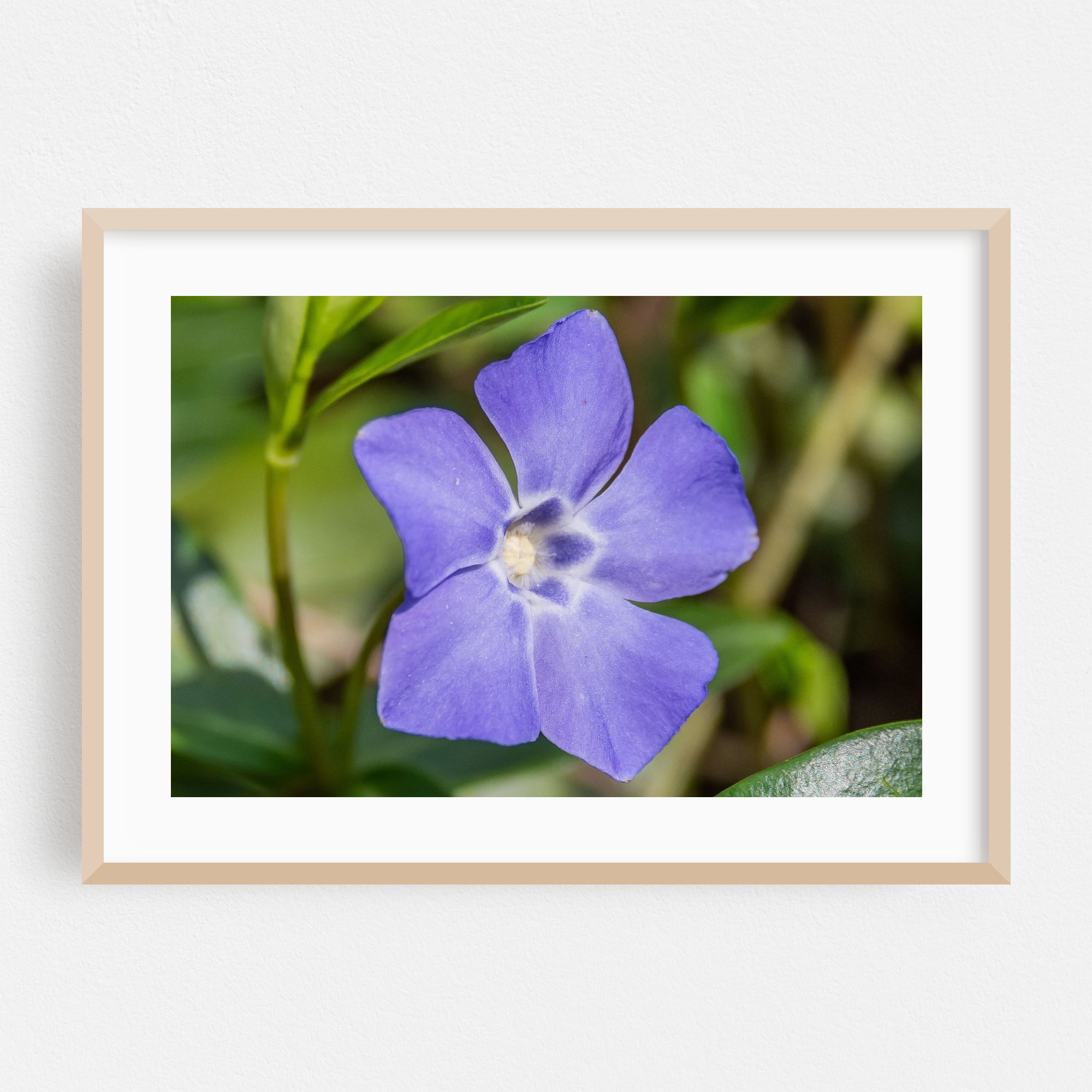 Periwinkle Bloom in the Afternoon Sun - Pennsylvania Photography ...