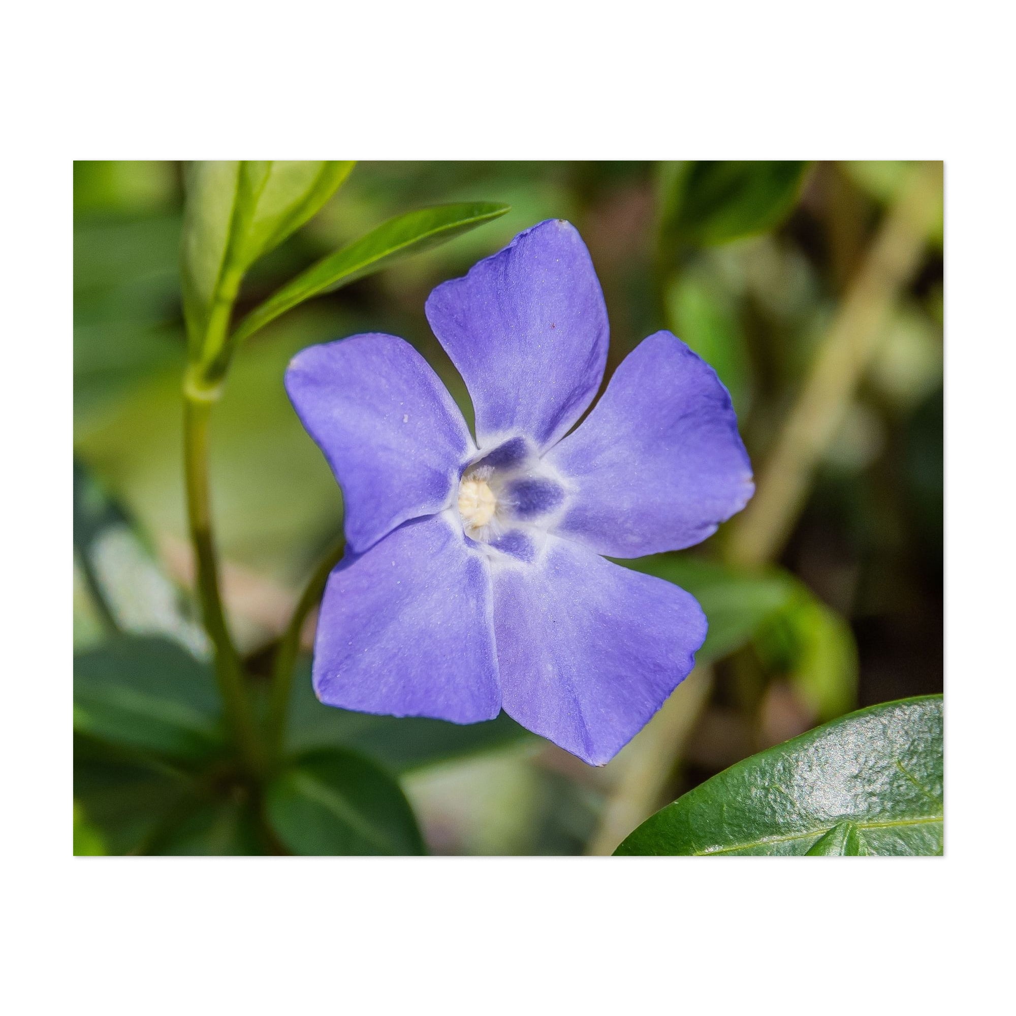 Periwinkle Bloom in the Afternoon Sun - Pennsylvania Photography ...
