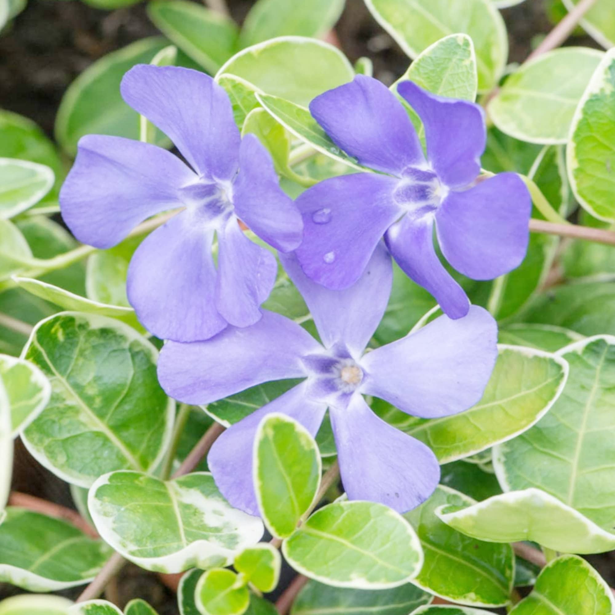 Periwinkle Seeds Low-GrowingITSC Evergreen Perennial Ground Covers ...