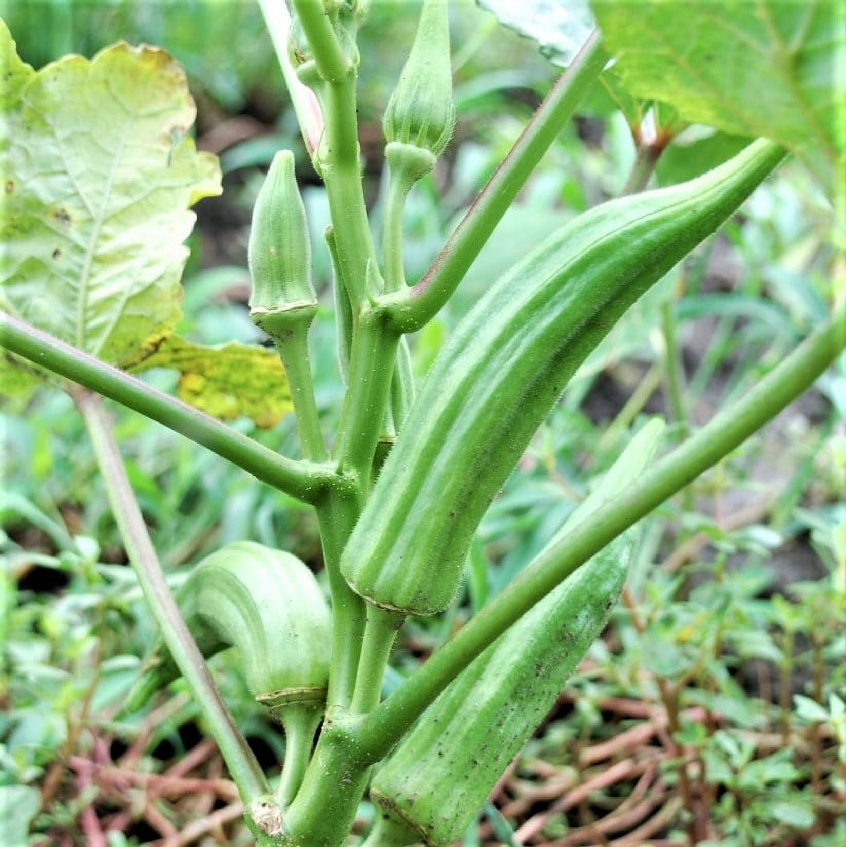 Perkins Long Pod Okra Seeds - 200 Count Seed Pack - Non GMO - an ...