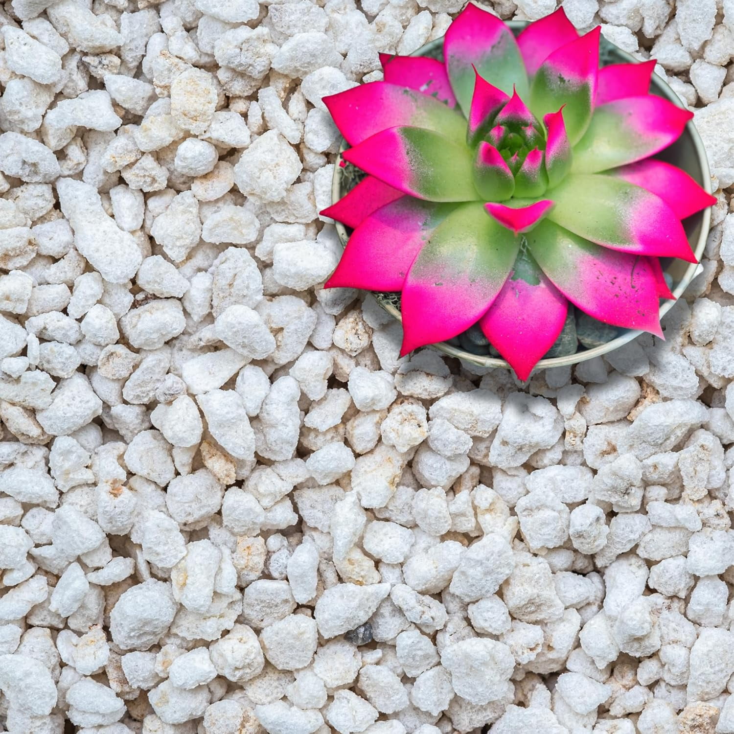 Perlite for Plants, Extra Coarse Grade 4 Horticultural Perlite, Organic ...