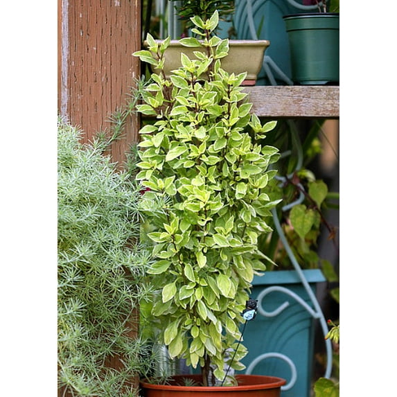 Perpetual Pesto Basil - The Best Basil - Live Plant - 4" Pot - Walmart.com