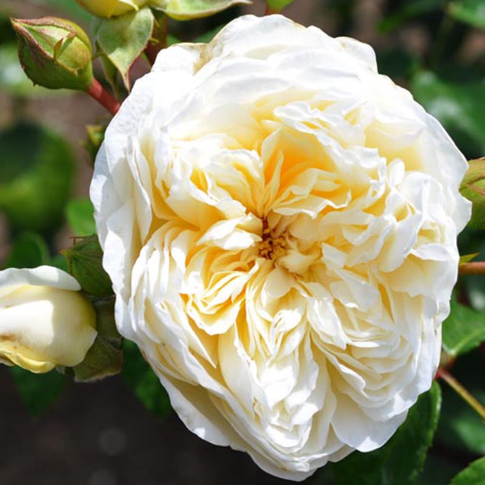 Perpetually Yours™ English Legend Rose by Heirloom Roses - Live Rose ...