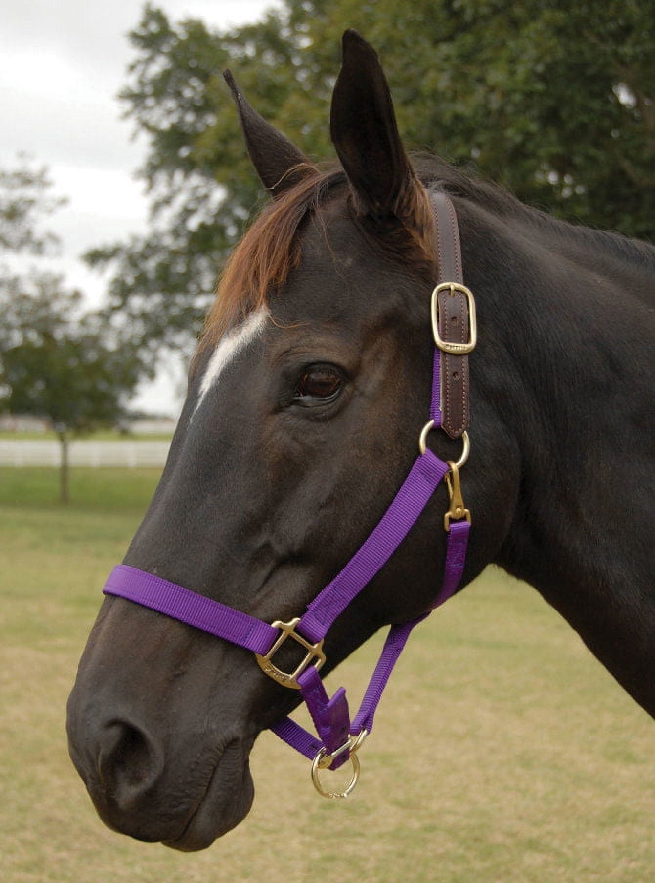 Perri's Premium Nylon Safety Halter - Walmart.com