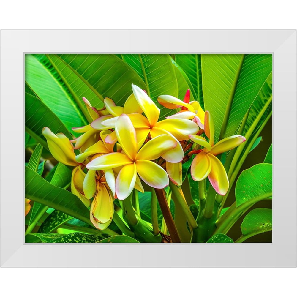 Perry, William 14x12 White Modern Wood Framed Museum Art Print Titled ...