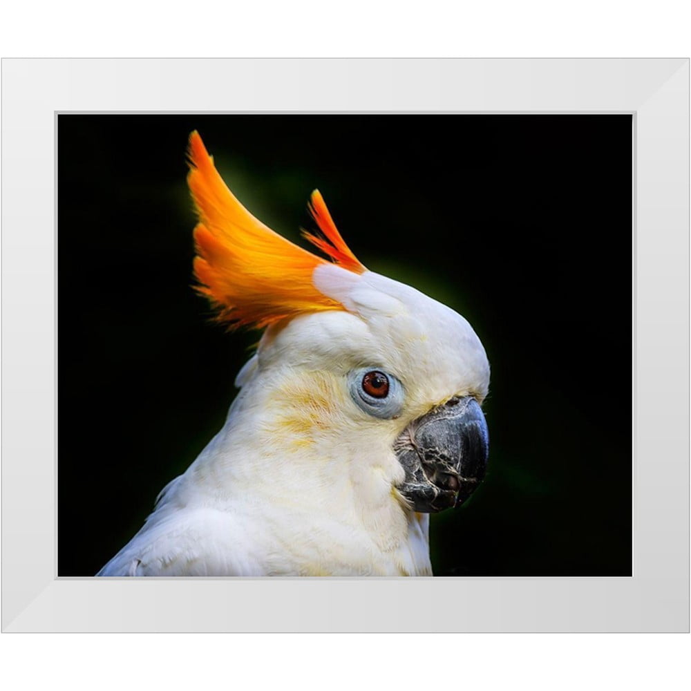 Perry, William 14x12 White Modern Wood Framed Museum Art Print Titled ...