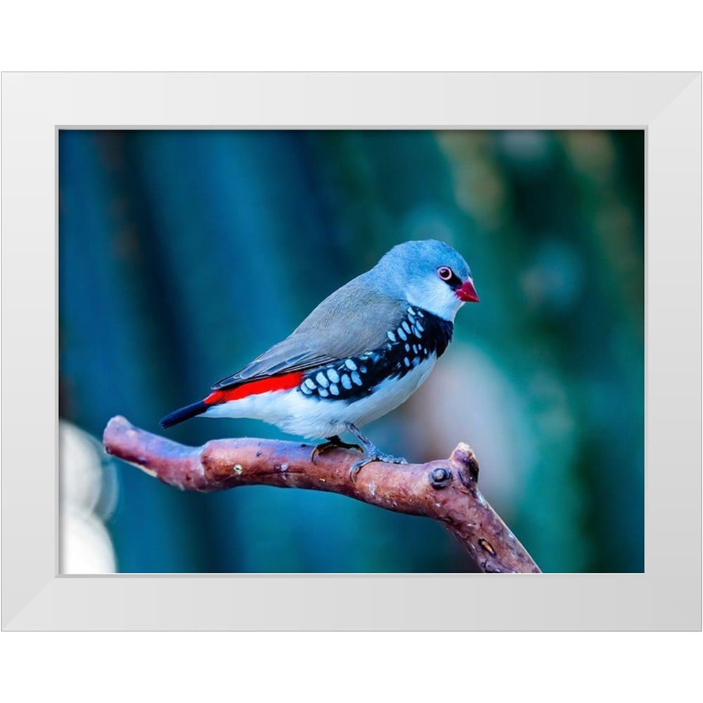 Perry, William 14x12 White Modern Wood Framed Museum Art Print Titled ...