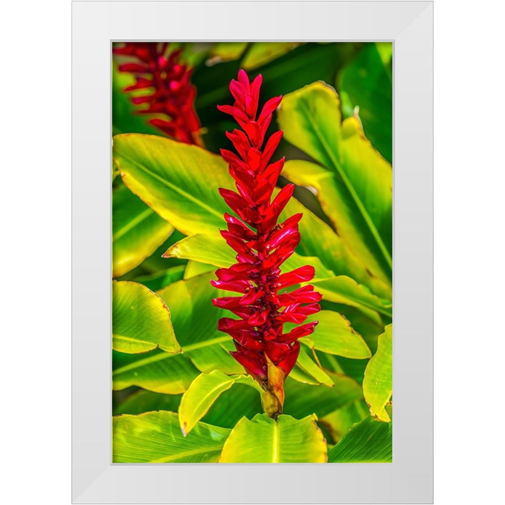 Perry, William 17x24 White Modern Wood Framed Museum Art Print Titled ...