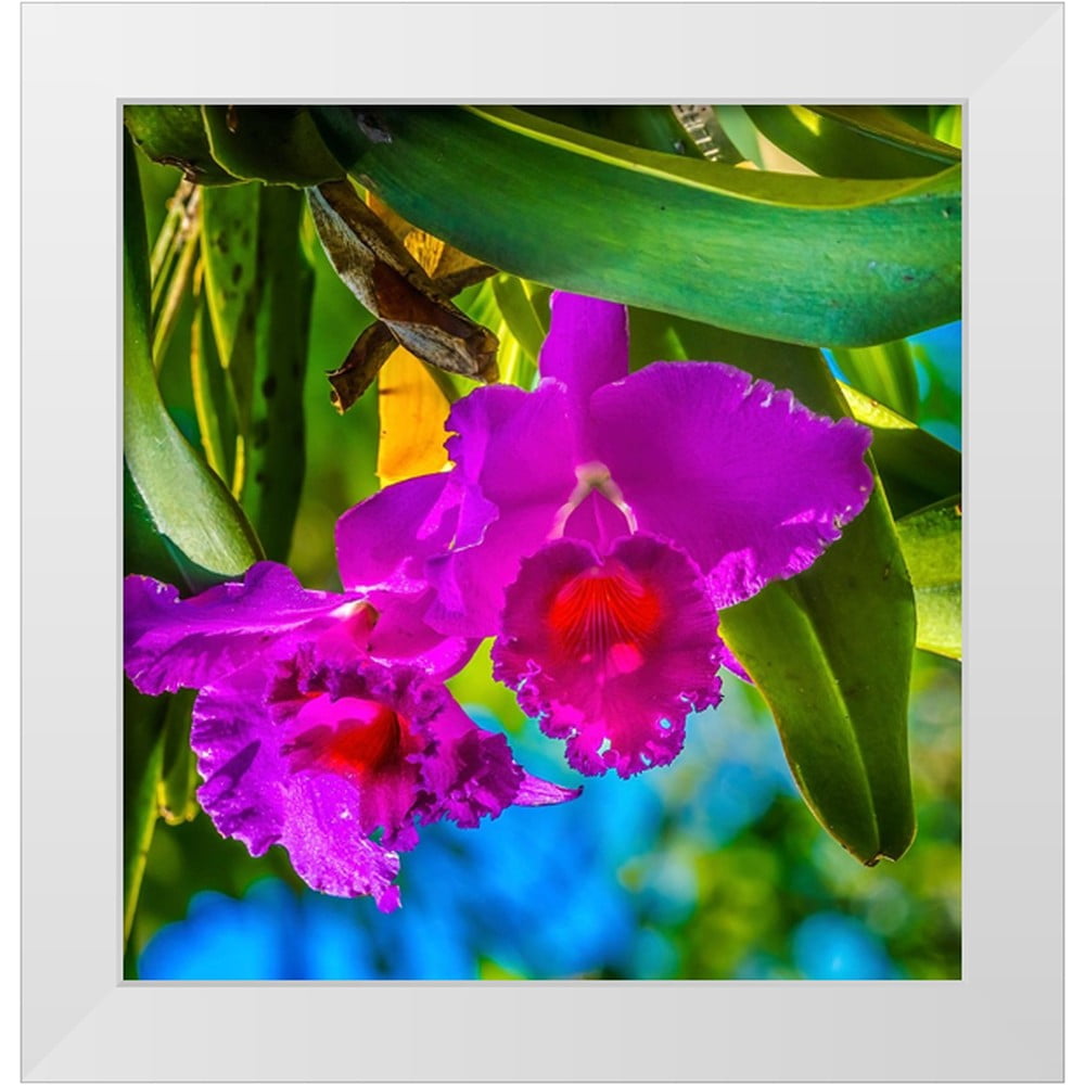 Perry, William 20x21 White Modern Wood Framed Museum Art Print Titled ...