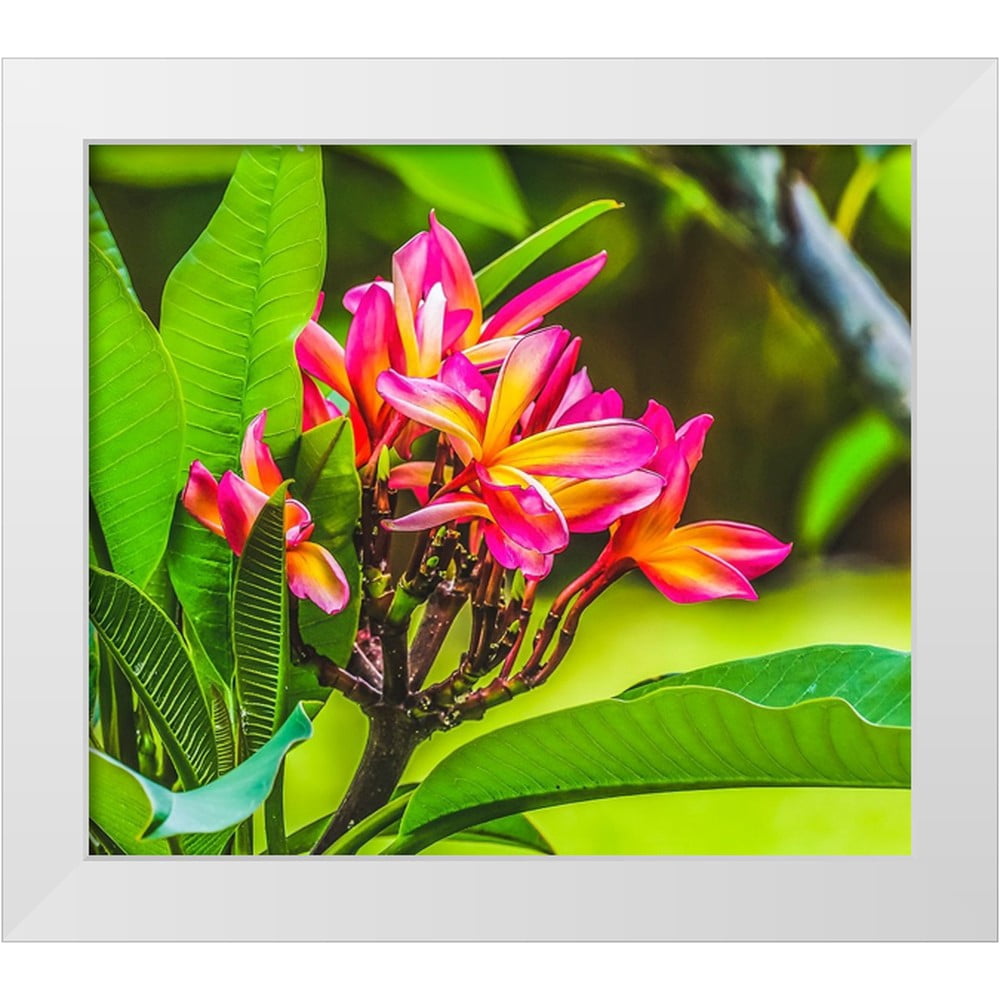 Perry, William 29x26 White Modern Wood Framed Museum Art Print Titled ...