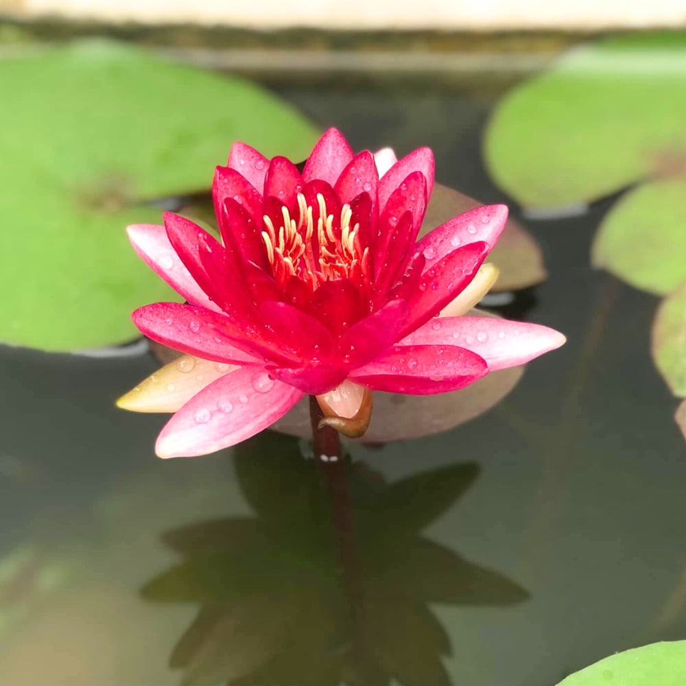 Perry's Baby Red Hardy Waterlily Tuber Live Freshwater Plants Colorful ...