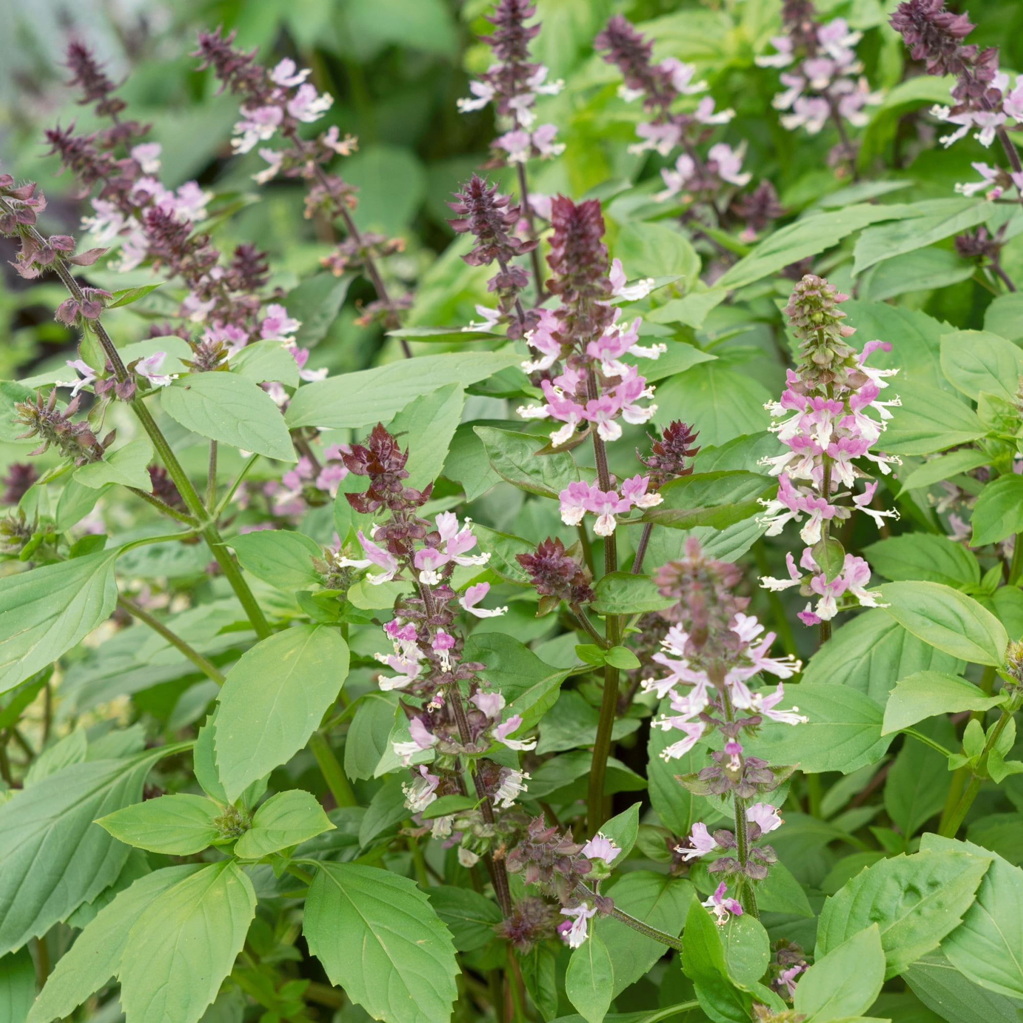 Persian AAS Basil Seeds - 4 Oz ~76000 Seeds - Non-GMO - Growing ...