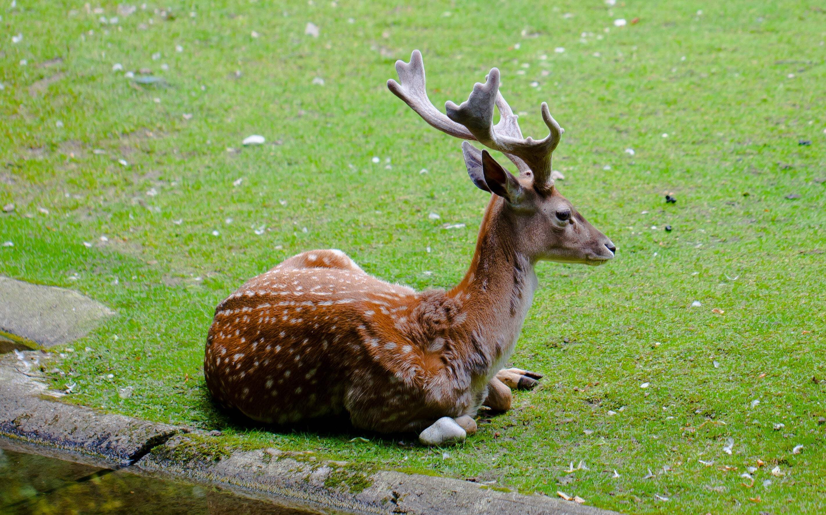 Persian Fallow Deer Iran Glossy Poster Picture Photo Print Banner ...