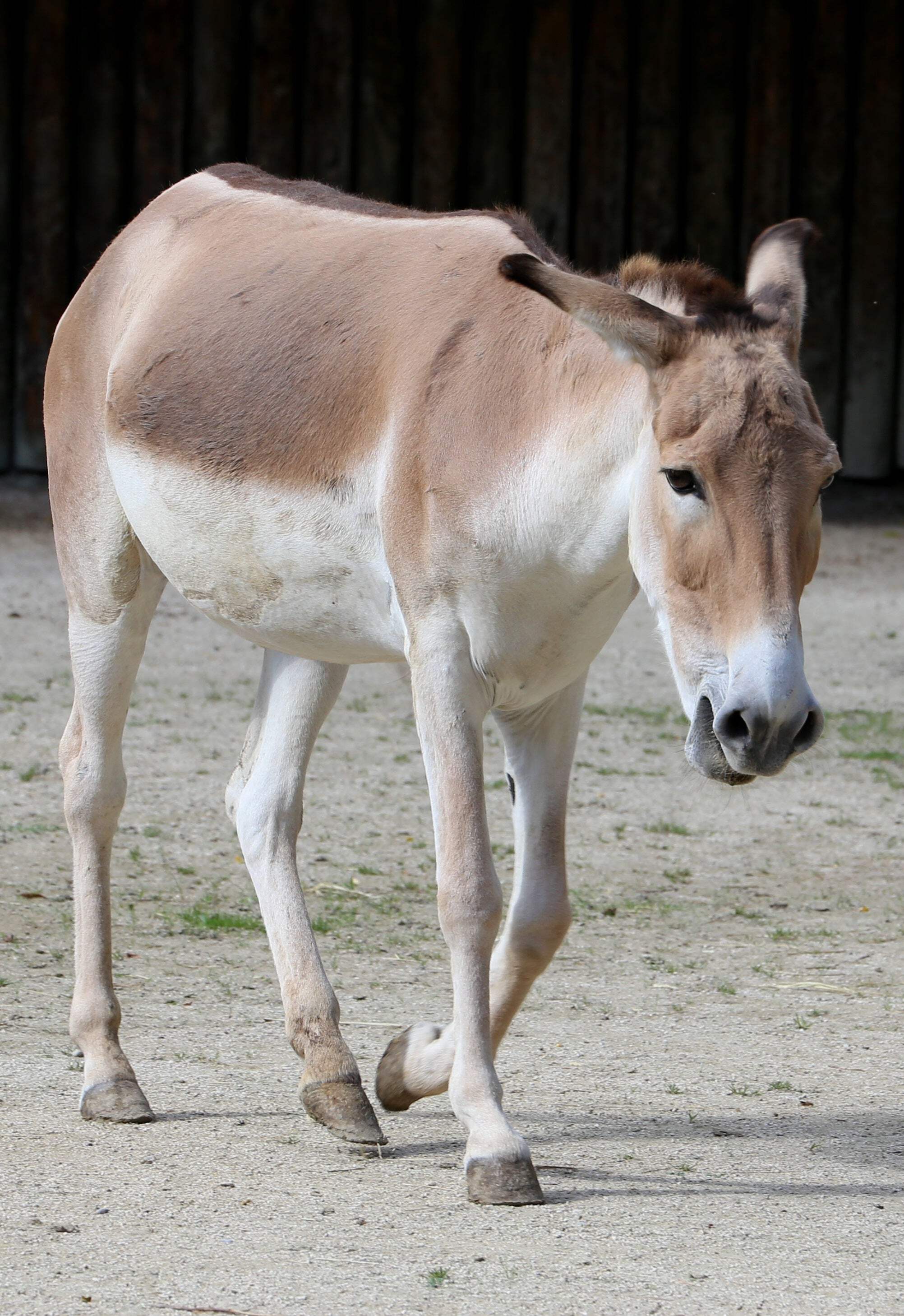 Persian Onager Zebra Glossy Poster Picture Photo Print Banner ...