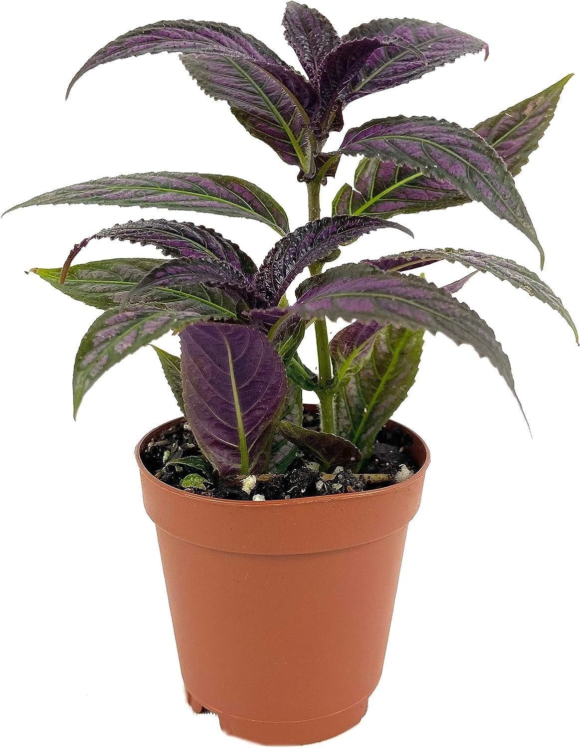 Persian Shield Plant - Live Starter Plant in a 2 Inch Pot ...