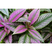 Strobilanthes Dyerianus