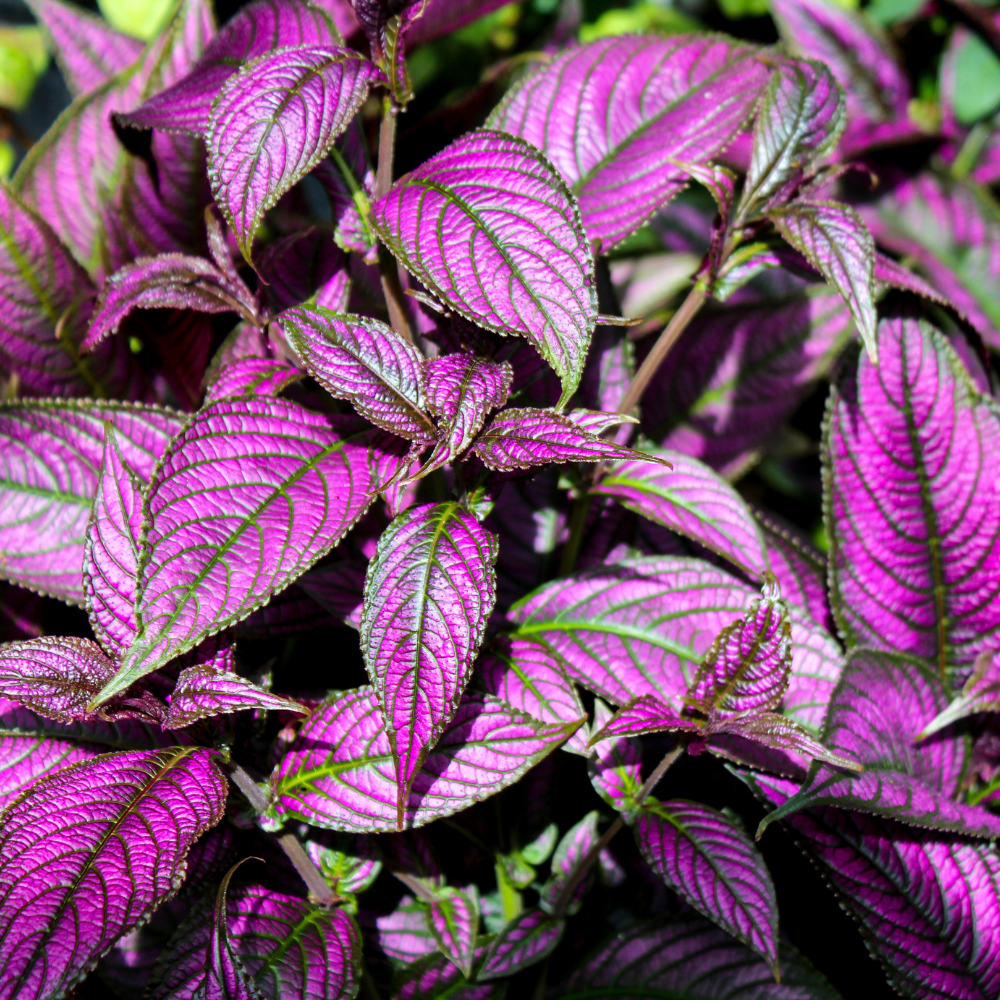 Persian Shield Plant in 4" Pot, Vibrant Purple Foliage, Ornamental ...