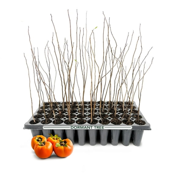 Persimmon Fruit Trees | 10 Live Trees | Diospyros Kaki | Edible Fruit ...